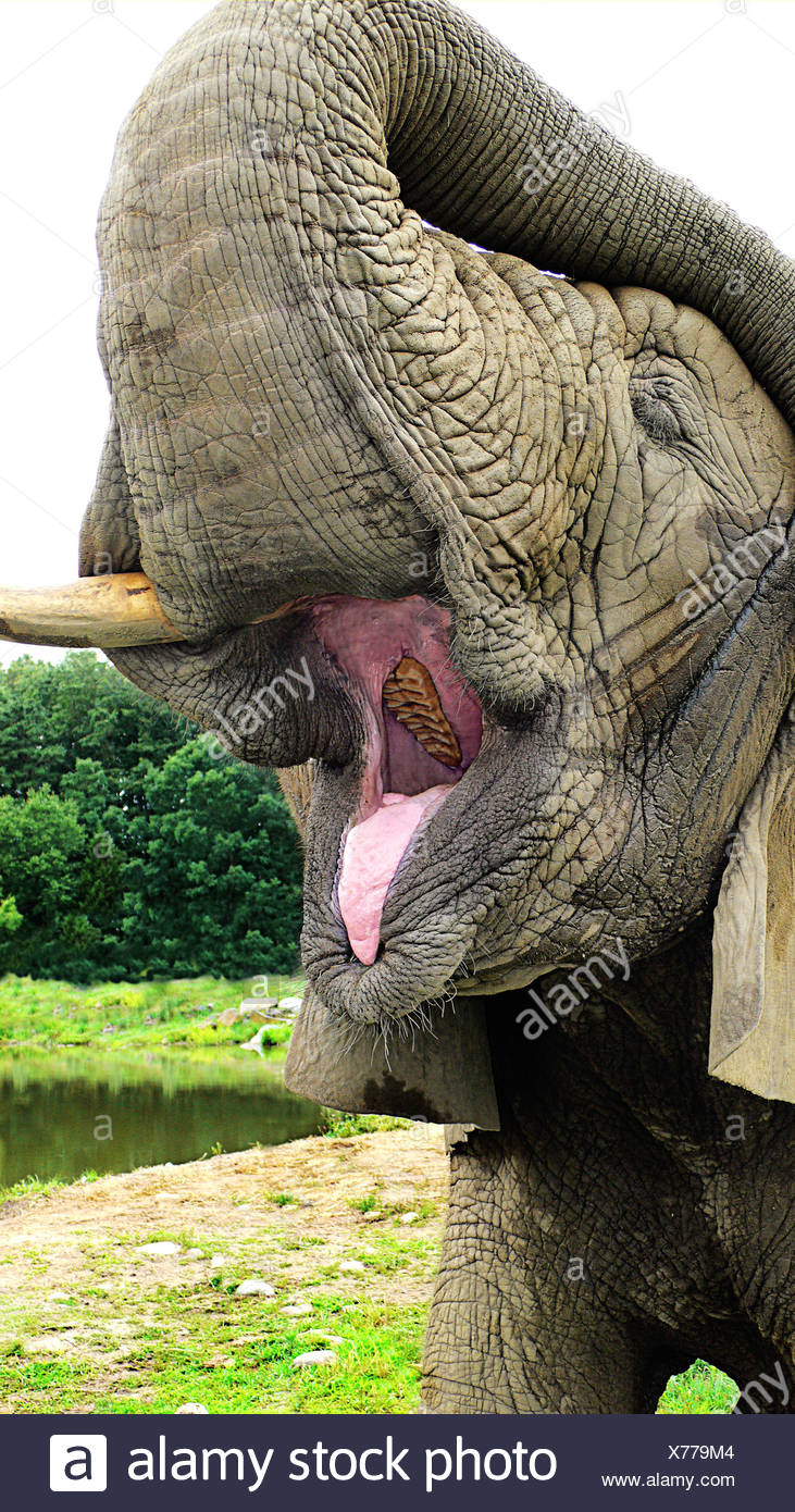Elephant Molar Tooth High Resolution Stock Photography and Images - Alamy