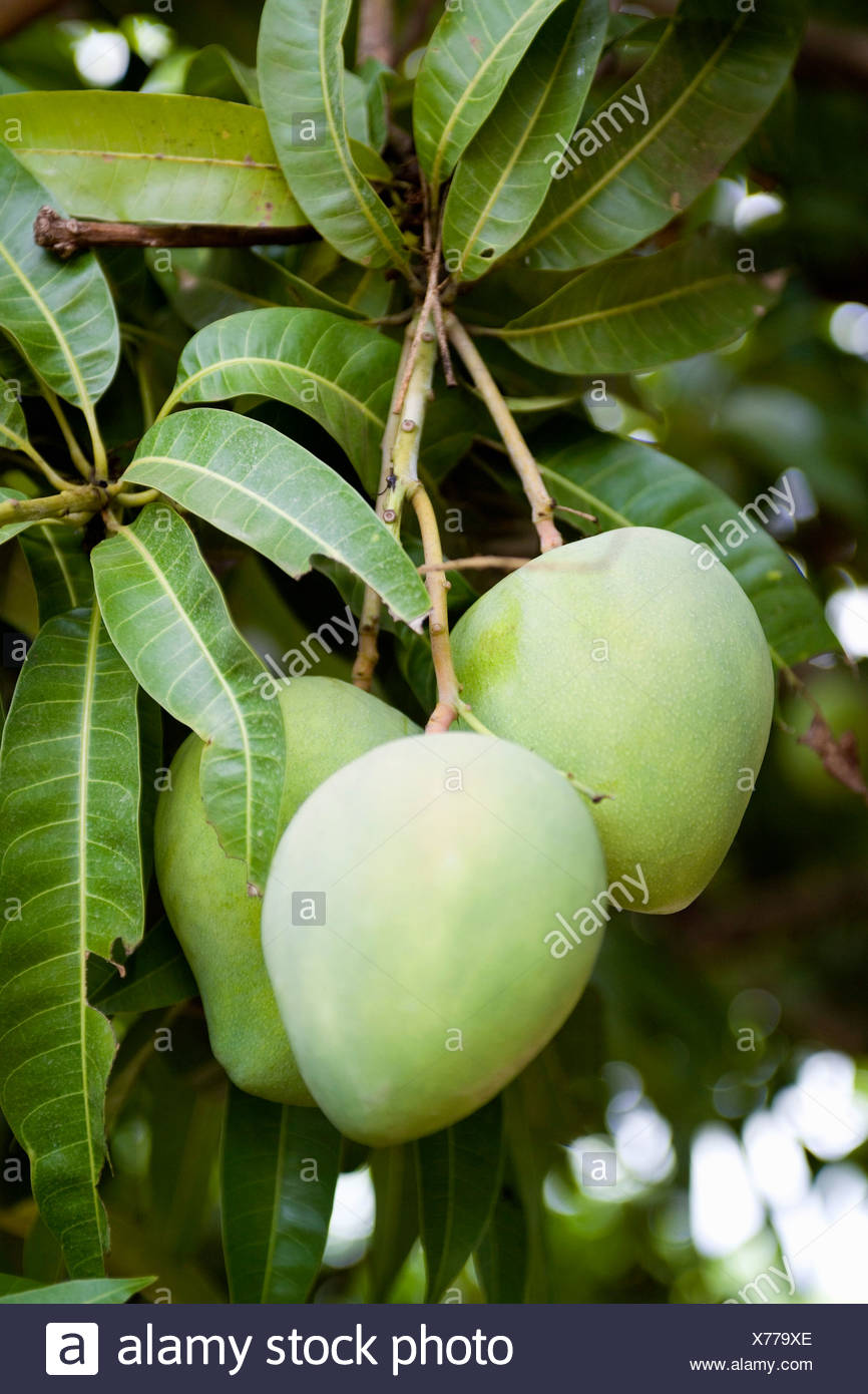 Mango Tree Australia Stock Photos & Mango Tree Australia Stock Images ...
