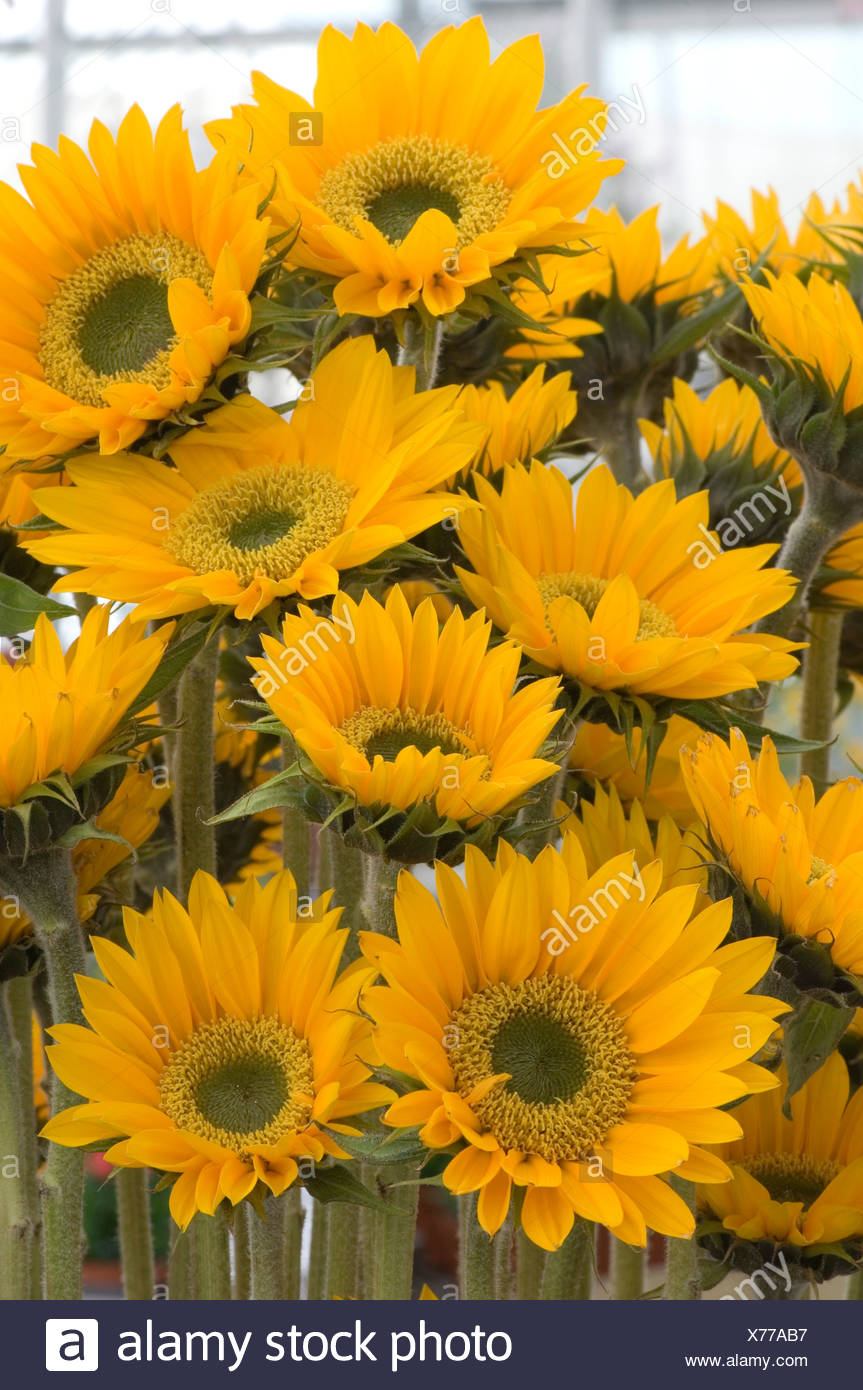 Sunrich High Resolution Stock Photography and Images - Alamy