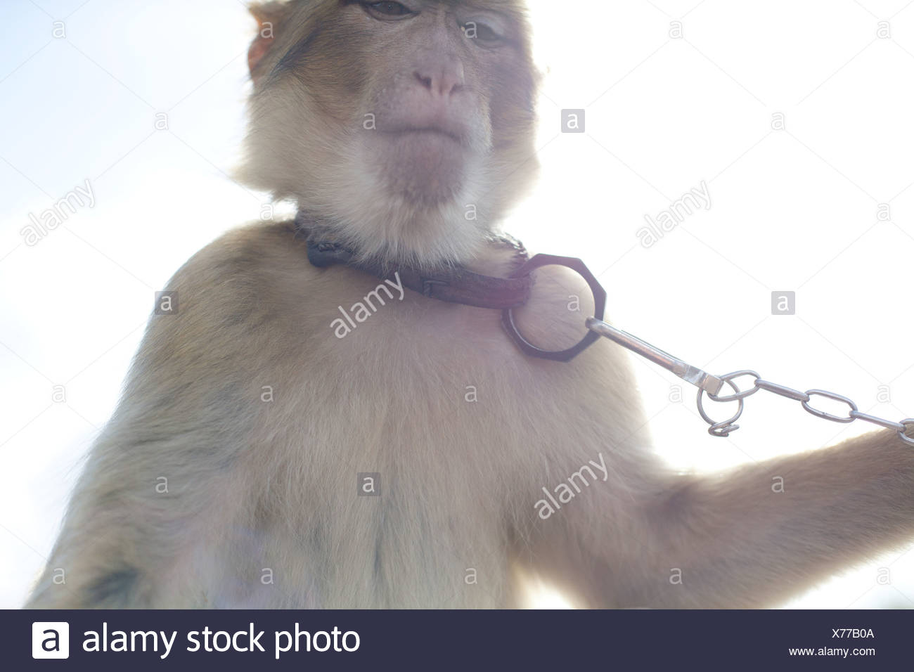 Monkey Chain High Resolution Stock Photography and Images - Alamy