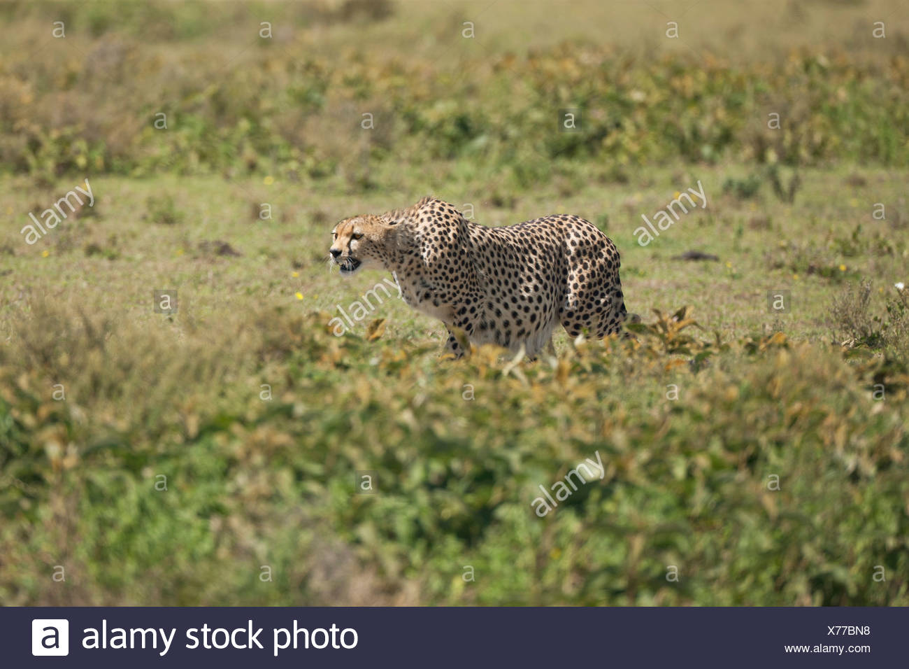 Animal Muscles High Resolution Stock Photography and Images - Alamy