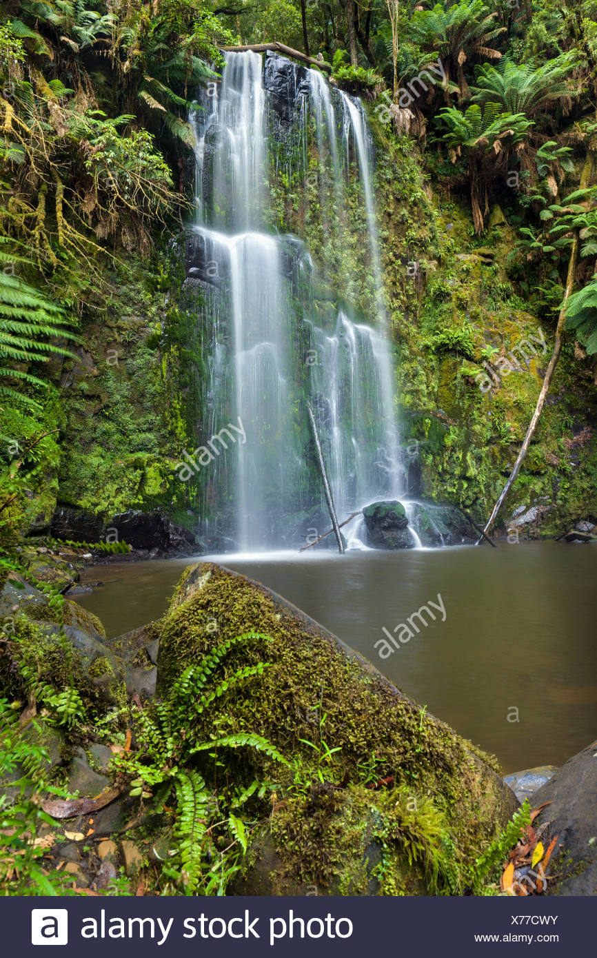 Beauchamp Falls Otway Victoria Australia High Resolution Stock Photography and Images - Alamy