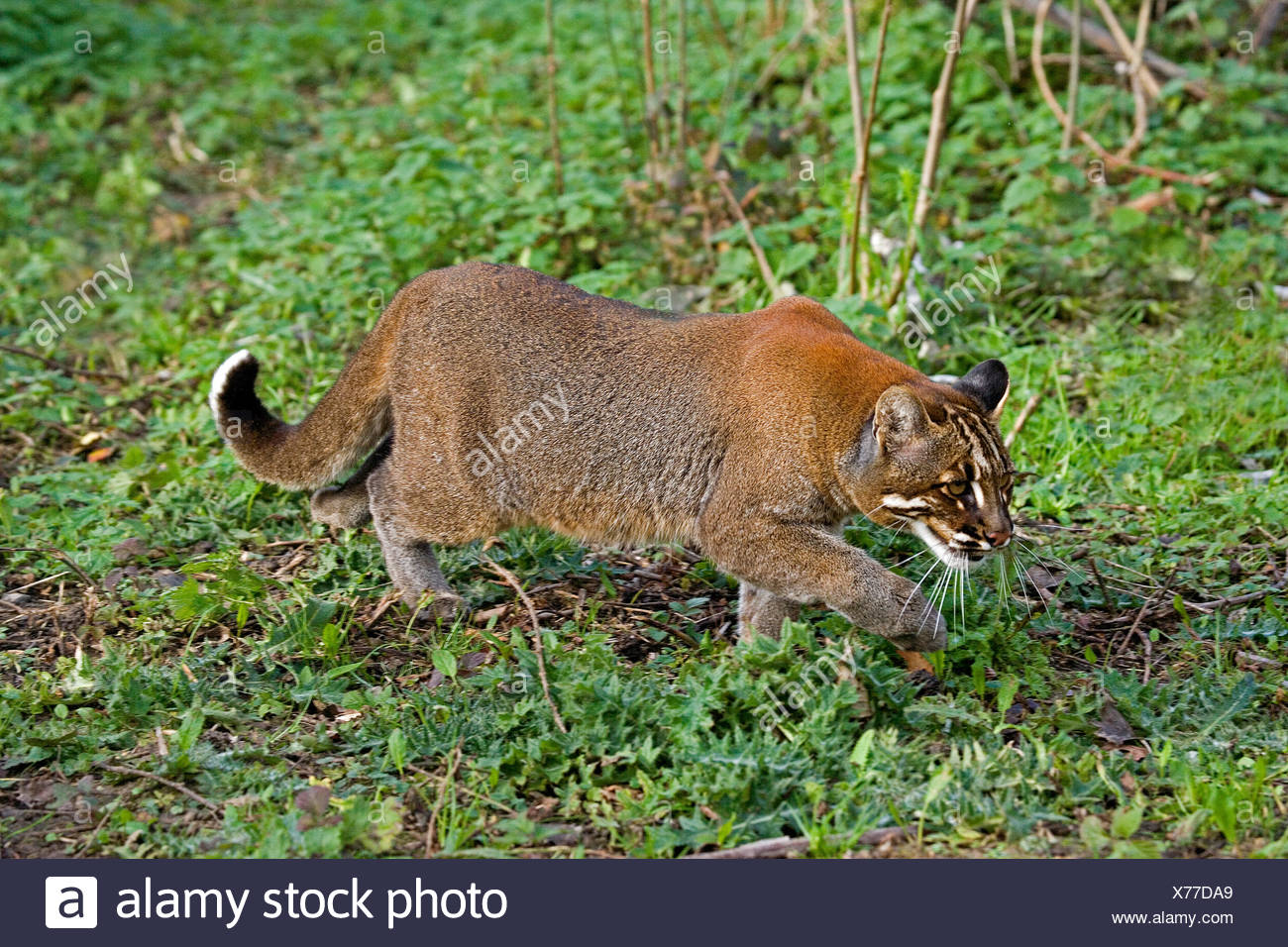Asian Golden Cat Catopuma Temminckii High Resolution Stock Photography ...