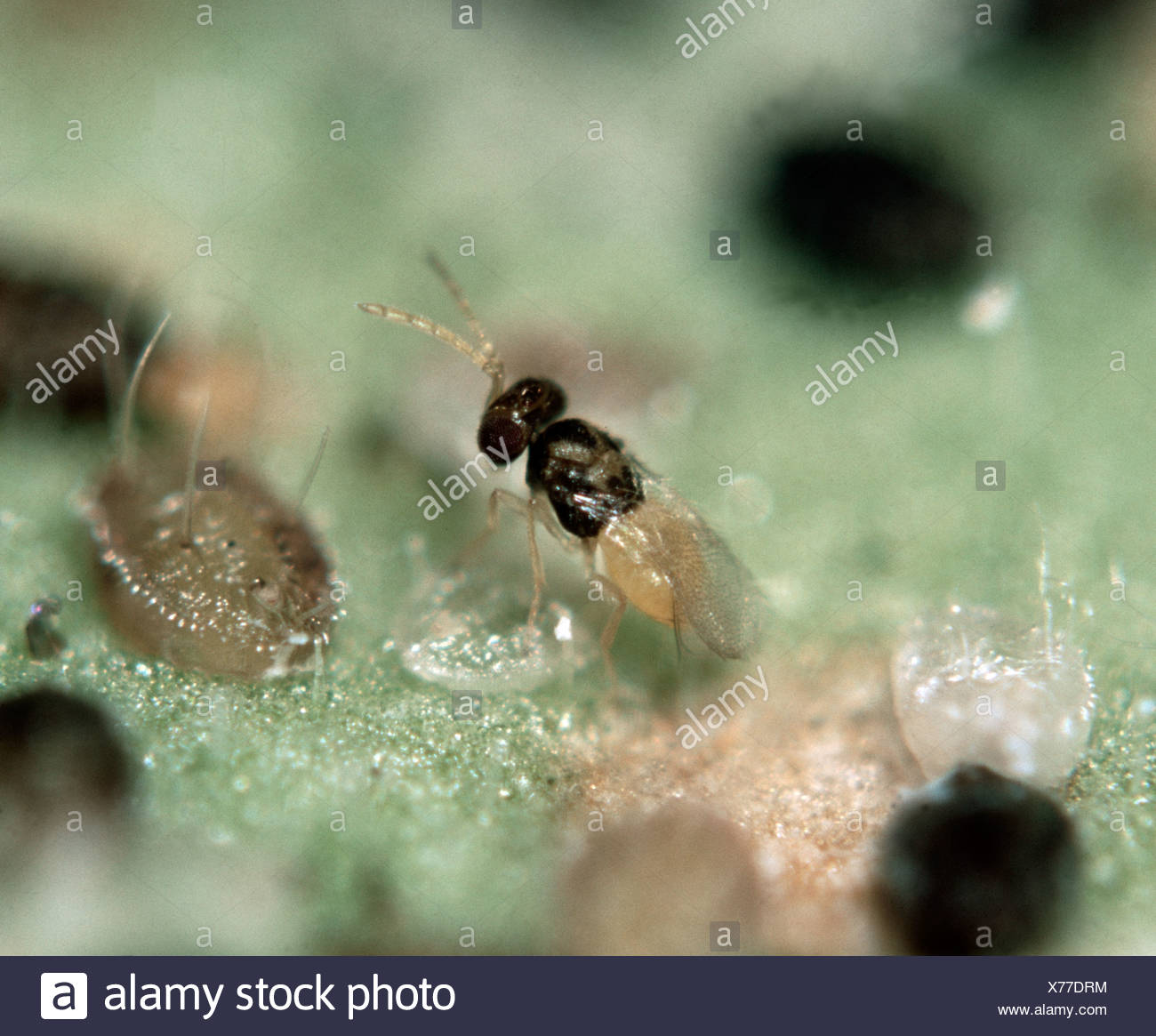 Encarsia Formosa High Resolution Stock Photography and Images - Alamy