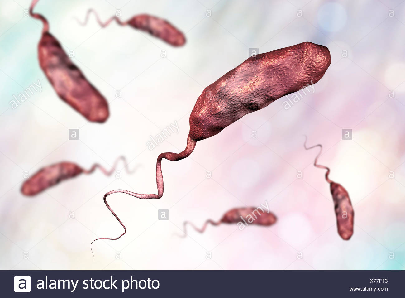 Vibrio Cholerae Bacterium Stock Photos & Vibrio Cholerae Bacterium ...
