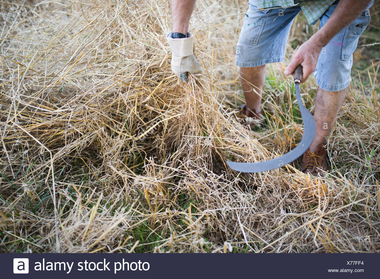Scythe Cutting Grass High Resolution Stock Photography and Images - Alamy