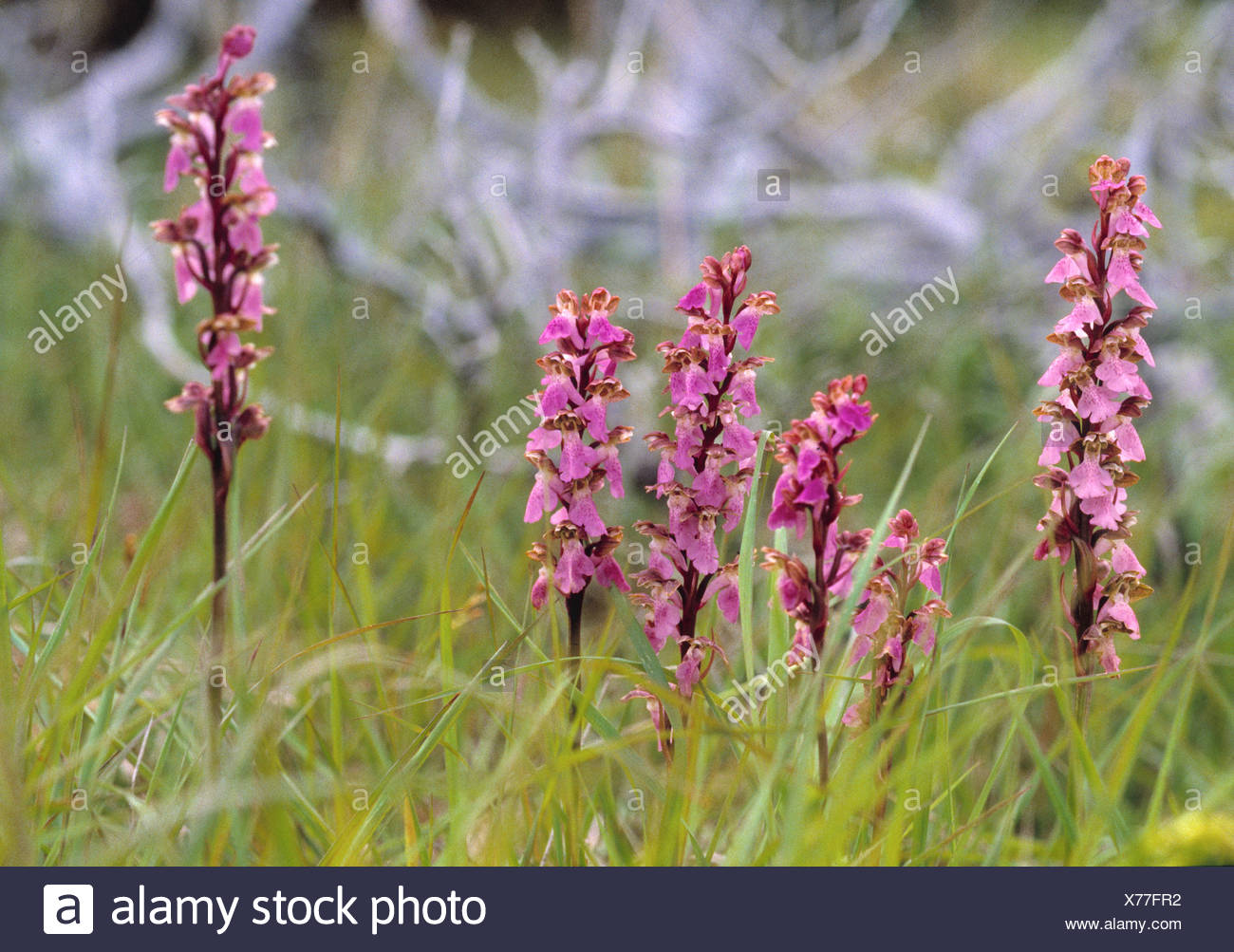 Phanerogams And Herbs High Resolution Stock Photography and Images - Alamy