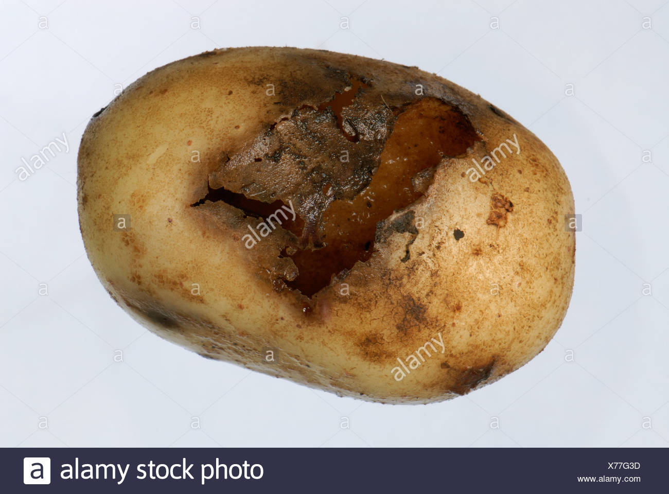 Potato Crop Damage High Resolution Stock Photography and Images - Alamy