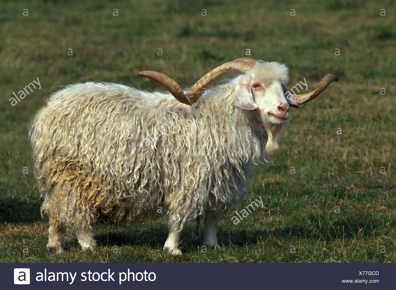 Angora Domestic Billy Goat Stock Photos & Angora Domestic Billy Goat ...