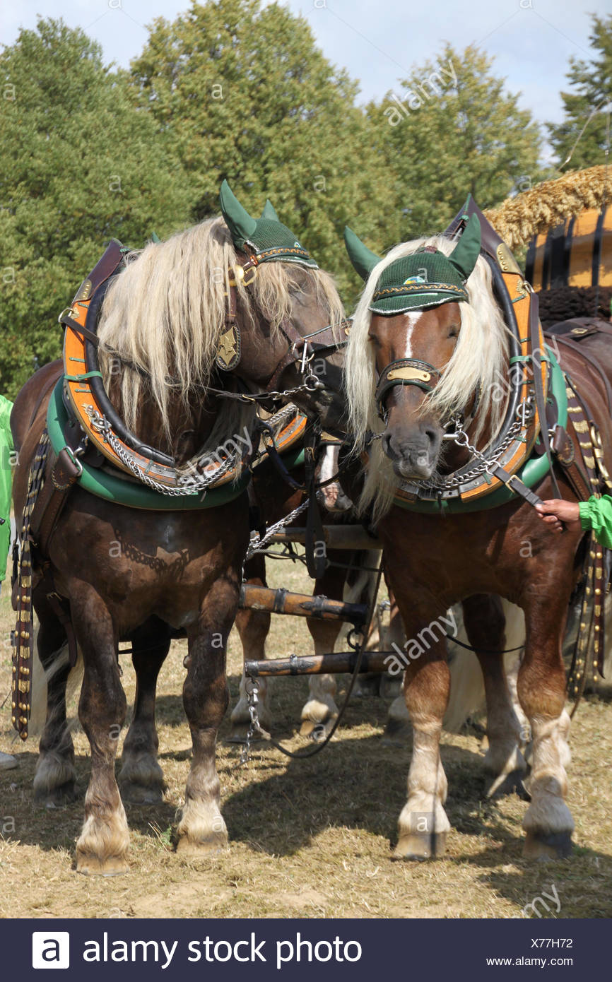 Workhorses High Resolution Stock Photography and Images - Alamy