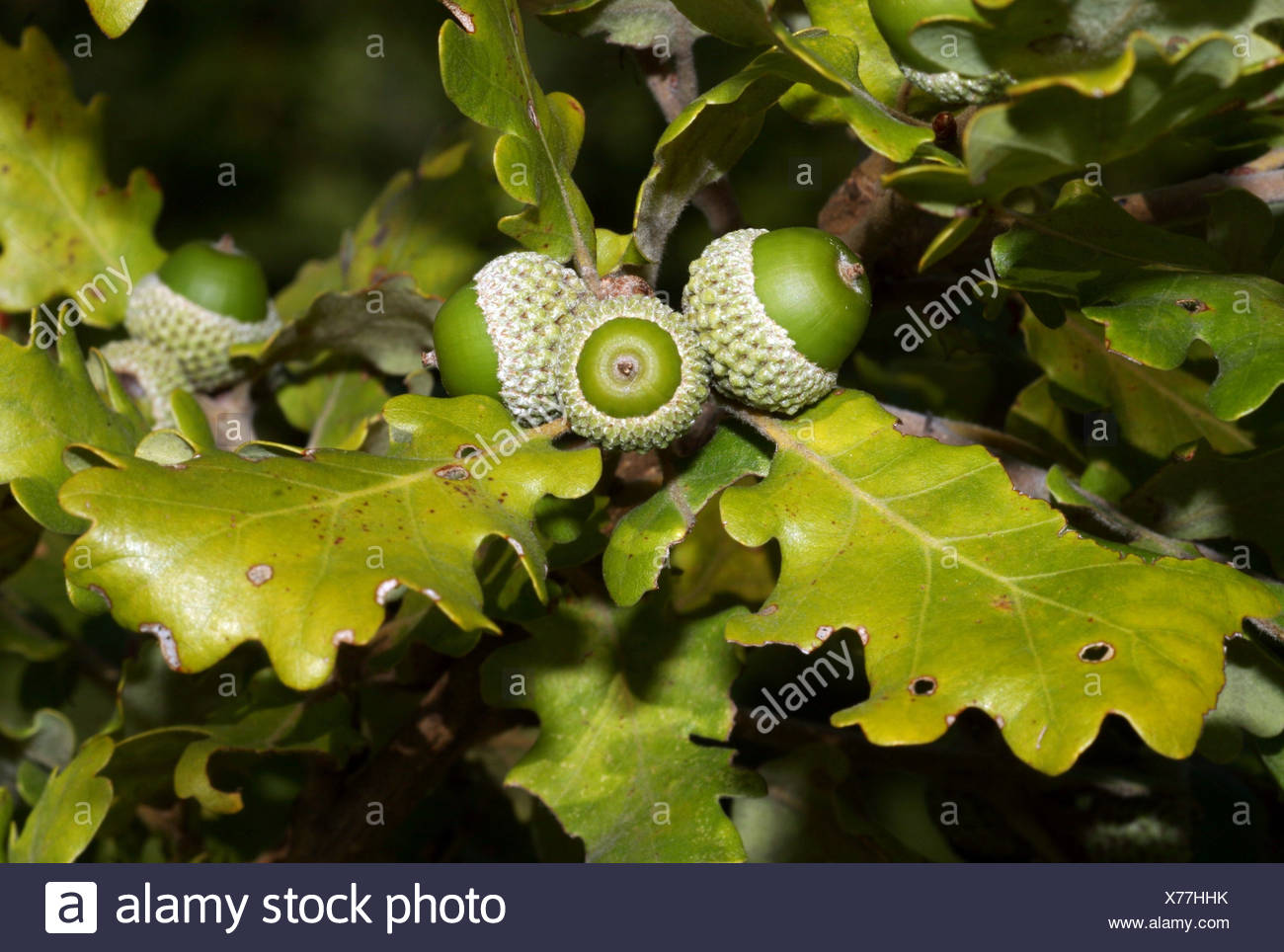Downy Oak Quercus Pubescens High Resolution Stock Photography and ...