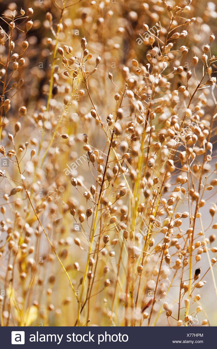 Camelina Sativa High Resolution Stock Photography and Images - Alamy