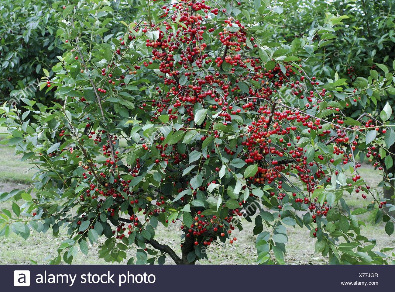 Morello Cherry Tree High Resolution Stock Photography and Images - Alamy
