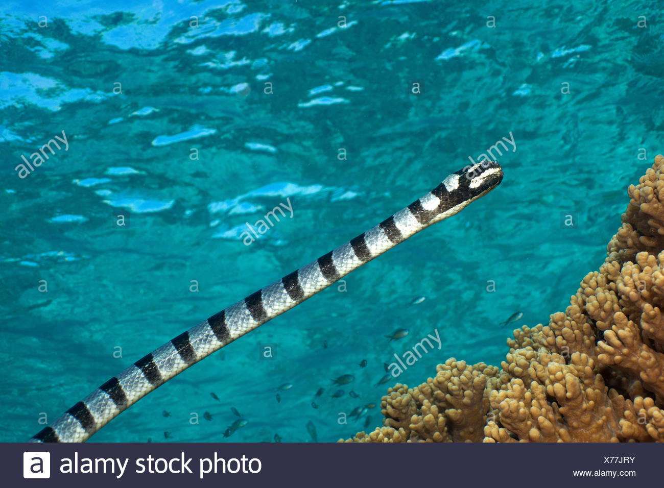 Sea Snake Stock Photos & Sea Snake Stock Images - Alamy