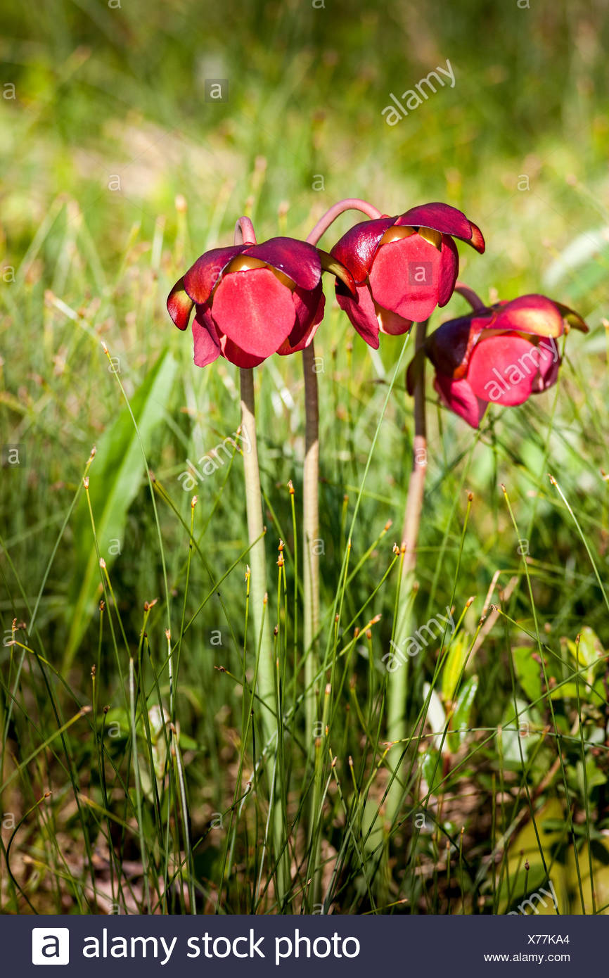 Pitcher Plant Sarracenia Purpurea High Resolution Stock Photography and ...