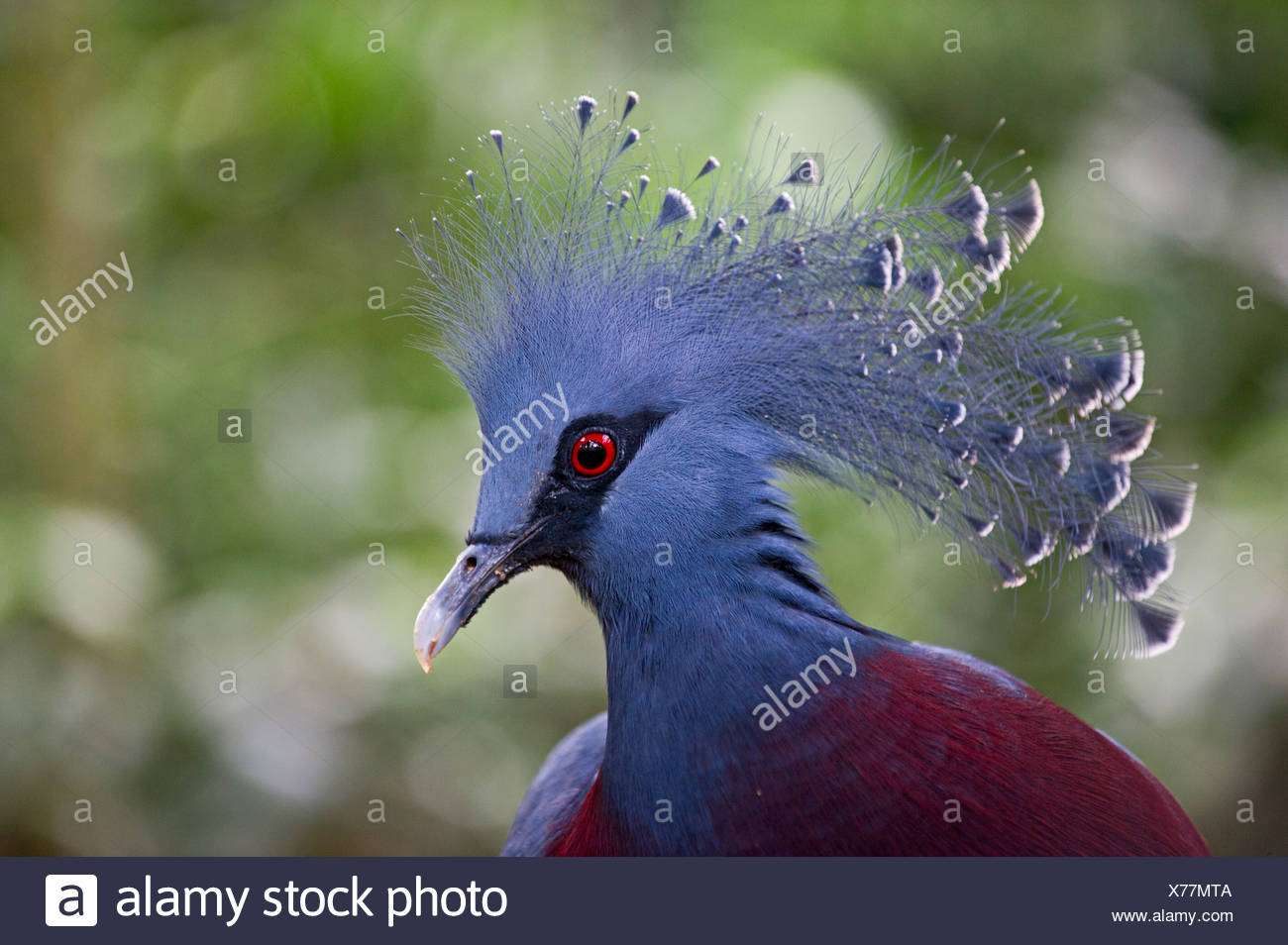 Victoria Crowned Pigeon High Resolution Stock Photography and Images ...