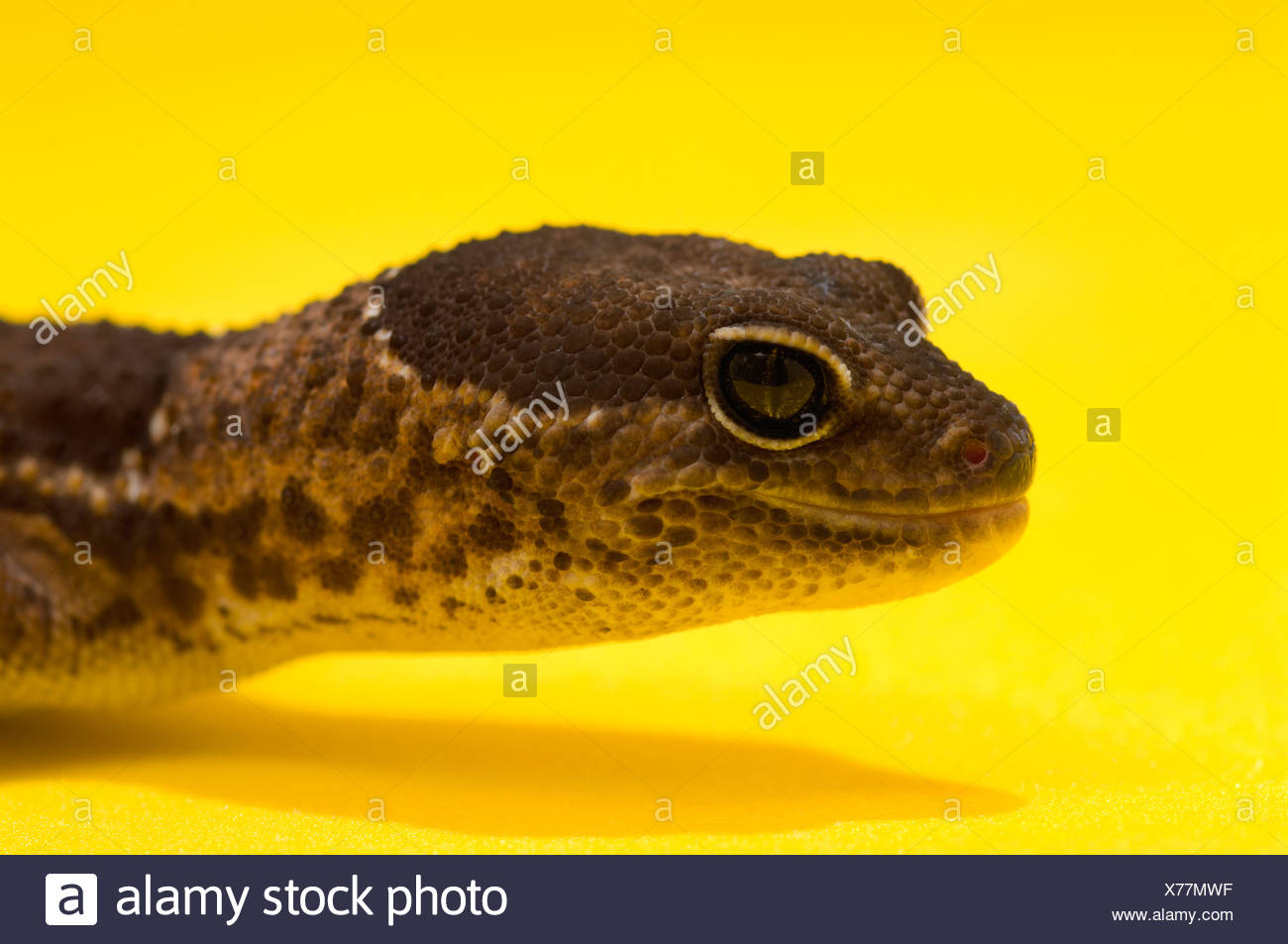 Fat Animals High Resolution Stock Photography and Images - Alamy