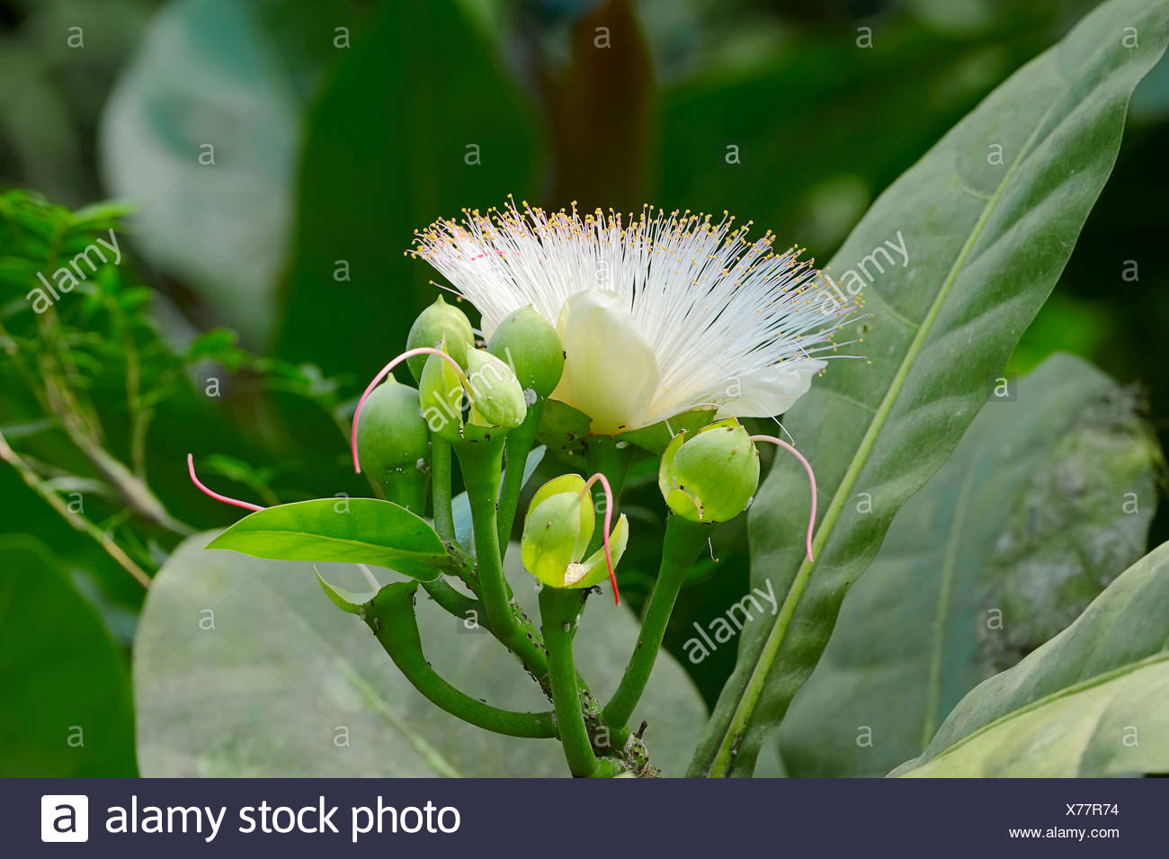 Fish Poison Tree High Resolution Stock Photography and Images - Alamy