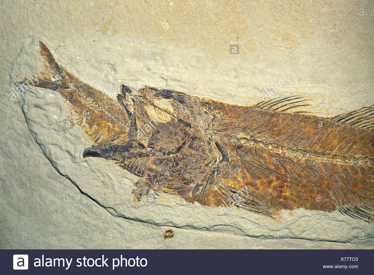 Palaeogen Stock Photos & Palaeogen Stock Images - Alamy