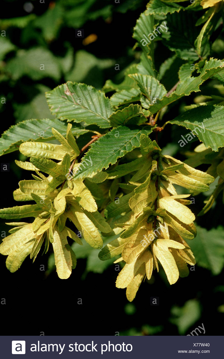 Wood European Hornbeam High Resolution Stock Photography and Images - Alamy