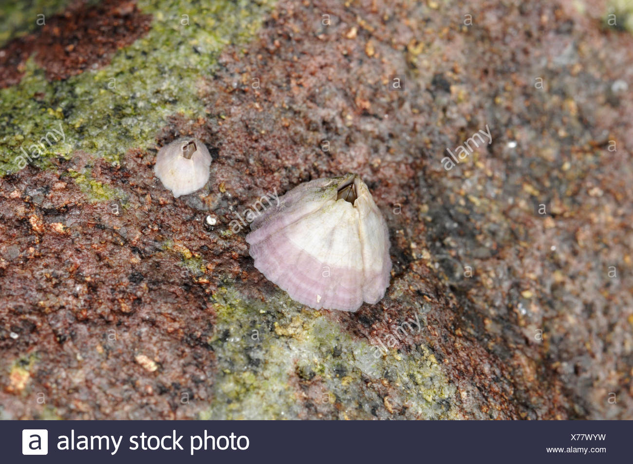 Balanus High Resolution Stock Photography and Images - Alamy