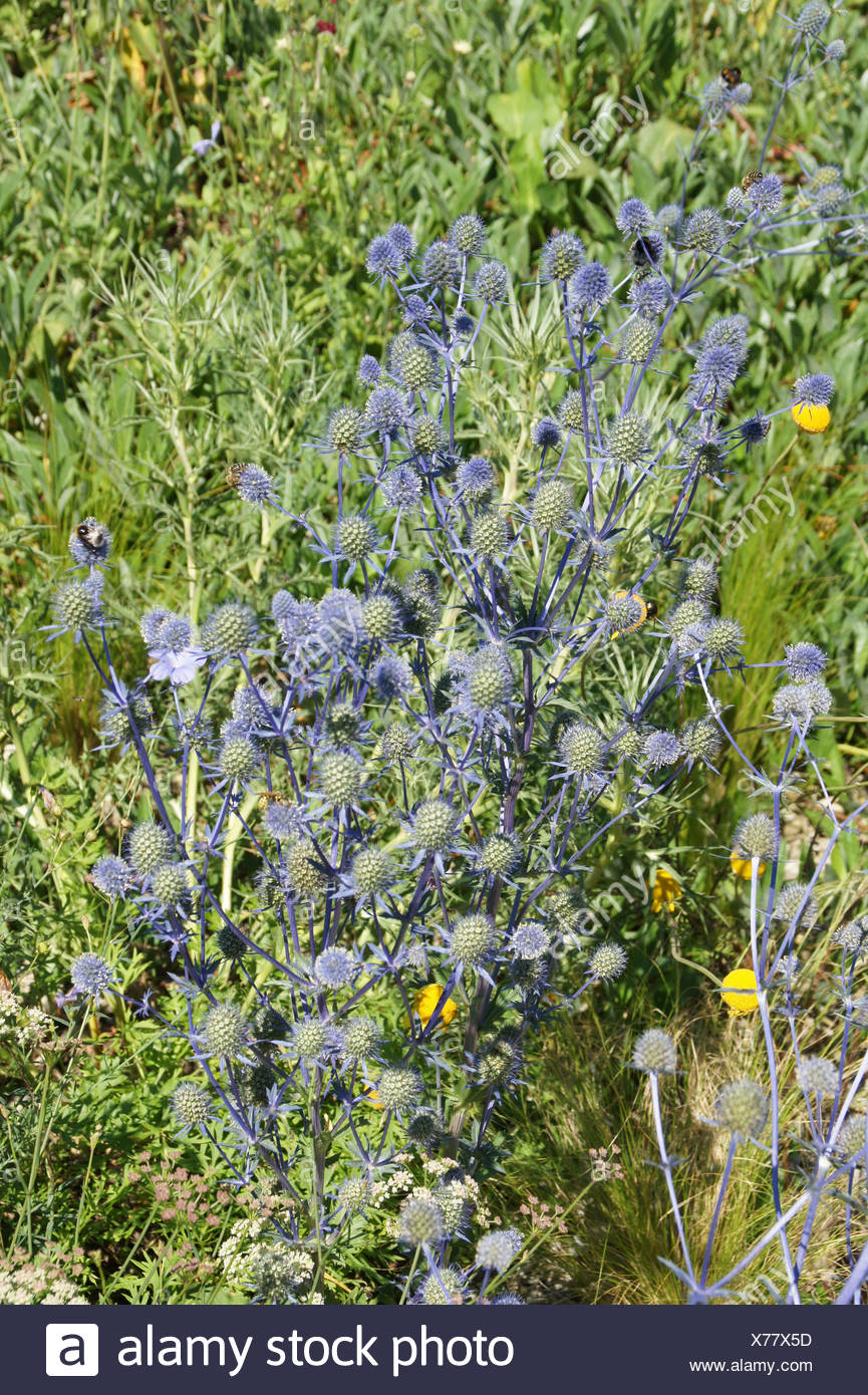 Eryngium Sea Holly High Resolution Stock Photography and Images - Alamy