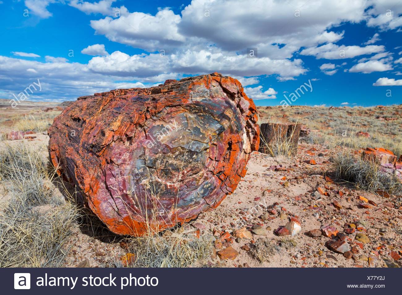 Petrified Forest National Park High Resolution Stock Photography and ...