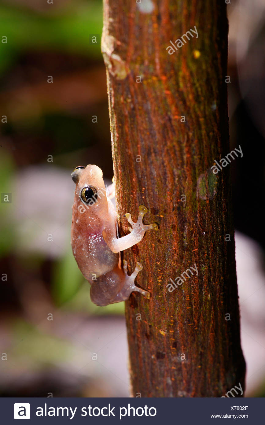 Whistling Frog High Resolution Stock Photography and Images - Alamy