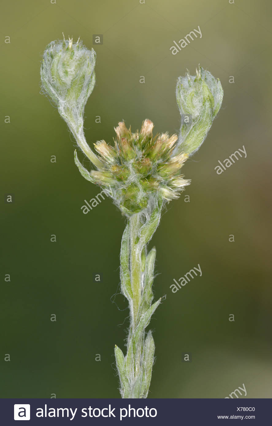 Filago Stock Photos & Filago Stock Images - Alamy