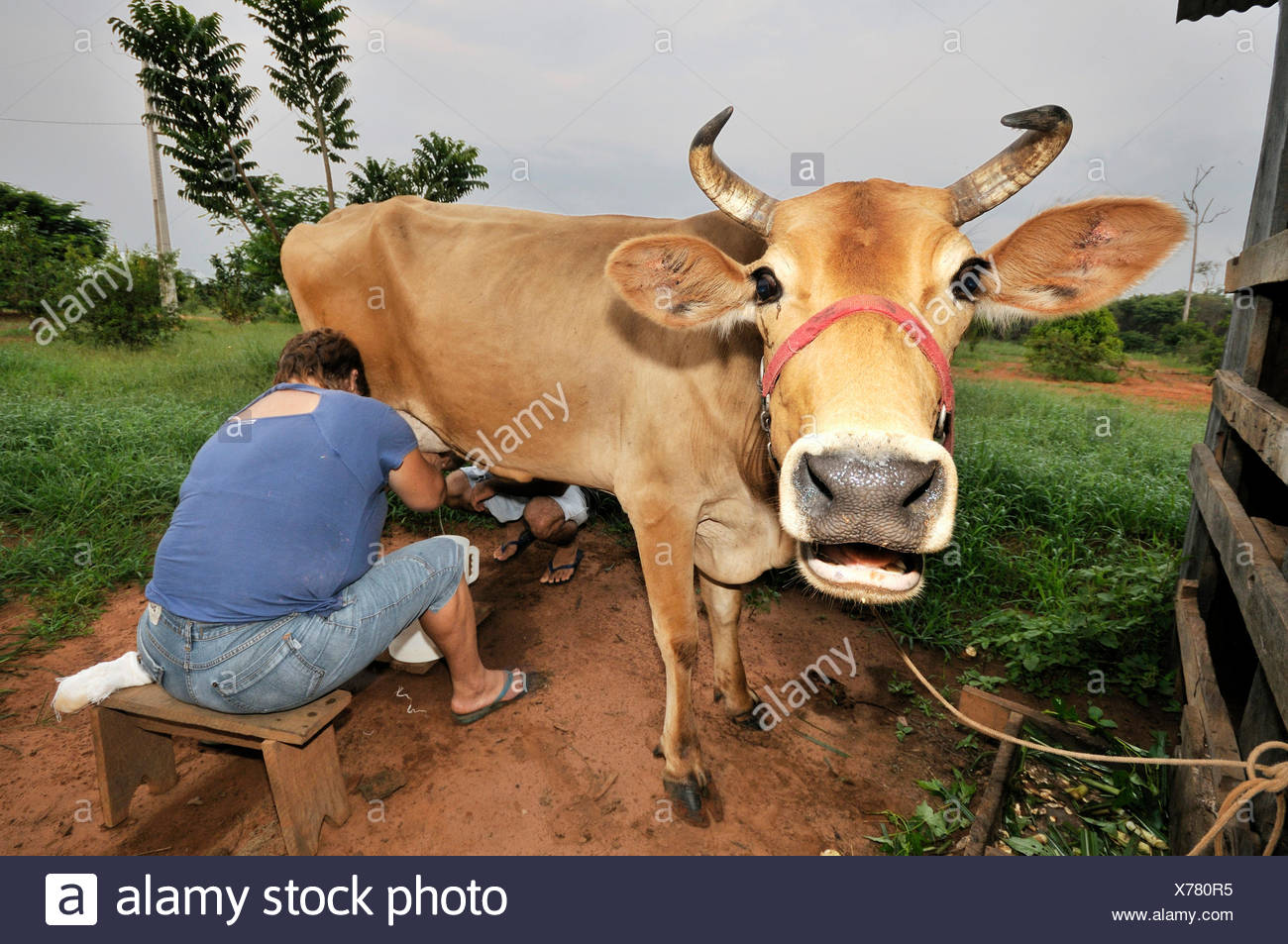 Farmer Milking Cow Hand In High Resolution Stock Photography and Images ...