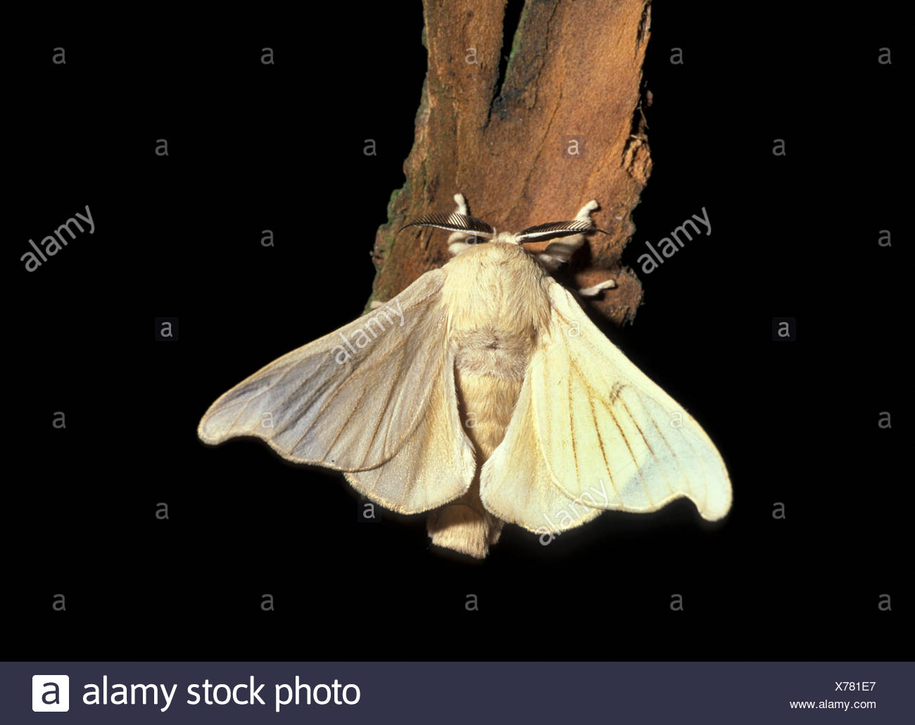 Bombyx Mori High Resolution Stock Photography and Images - Alamy