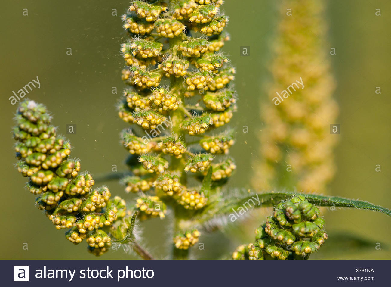 Ragweed Pollen Stock Photos & Ragweed Pollen Stock Images - Alamy