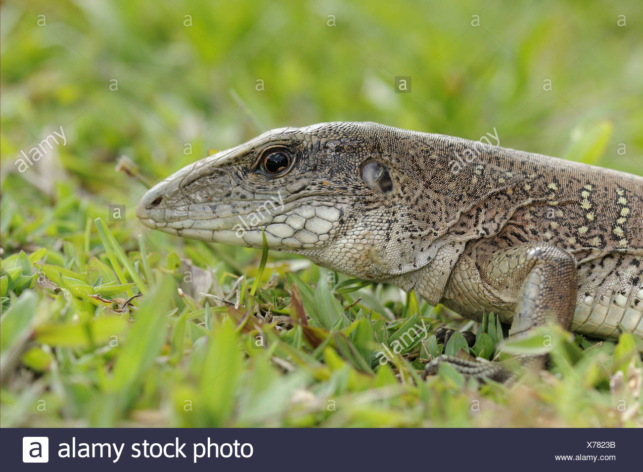Neotropical Ground Lizards High Resolution Stock Photography and Images ...