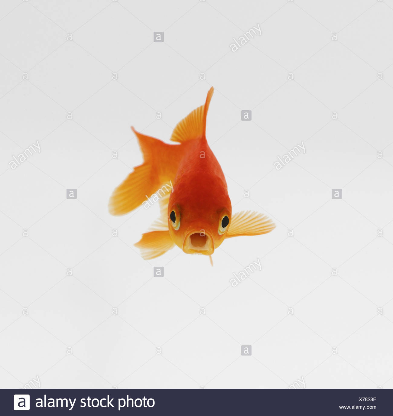 Goldfish High Resolution Stock Photography and Images - Alamy
