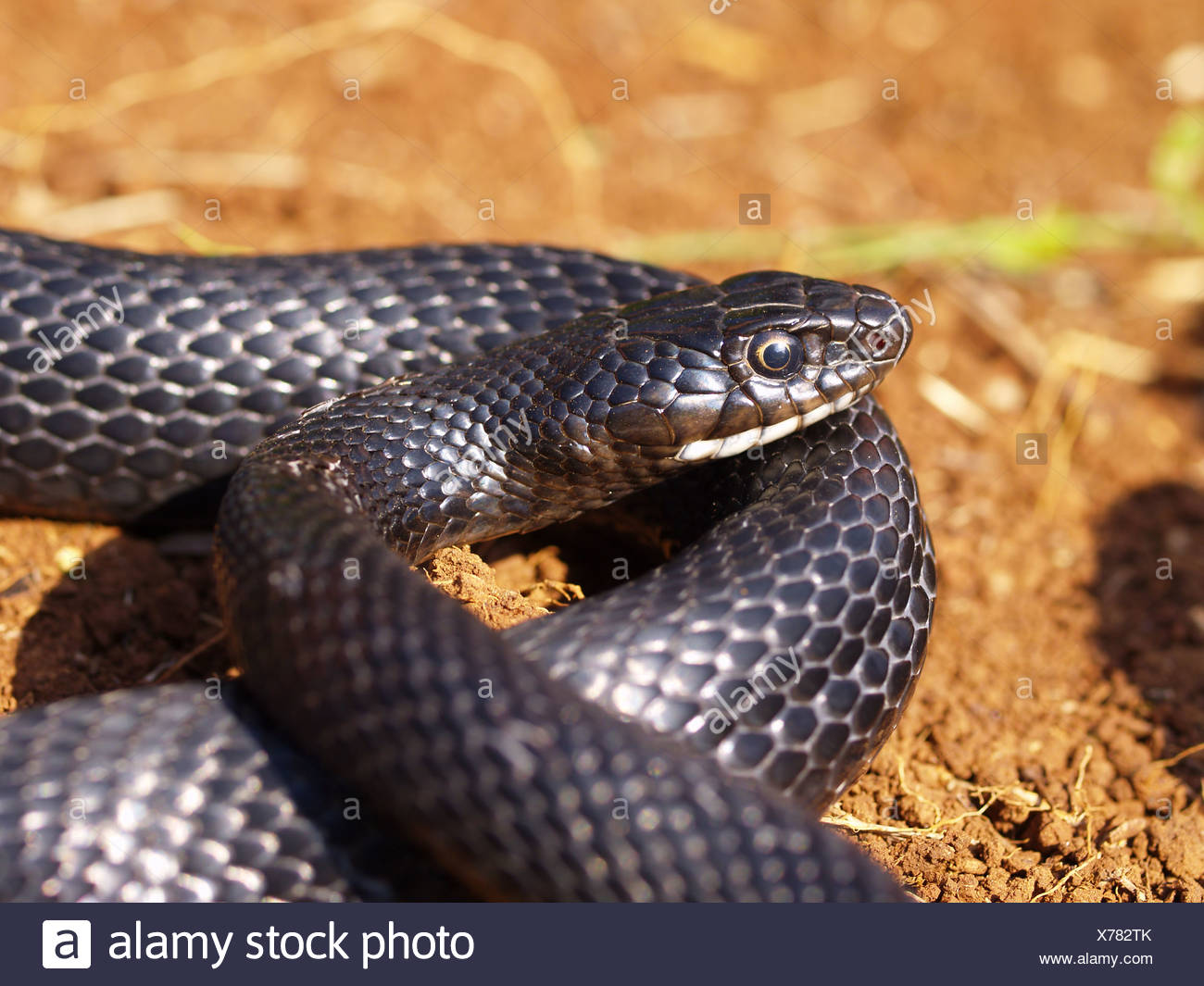 Coluber Viridiflavus High Resolution Stock Photography and Images - Alamy