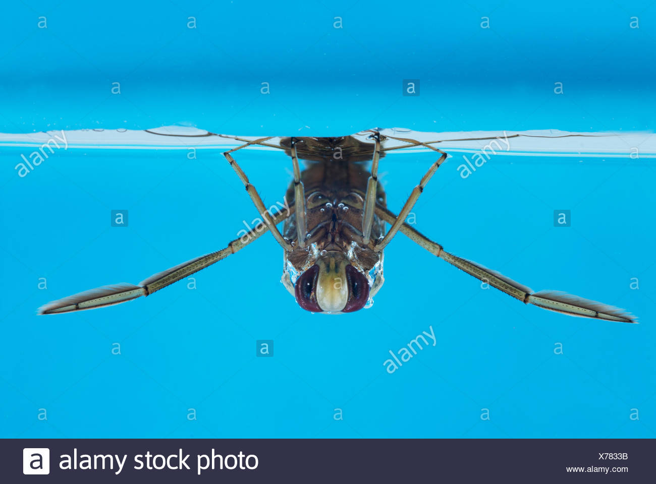 Corixa High Resolution Stock Photography and Images - Alamy