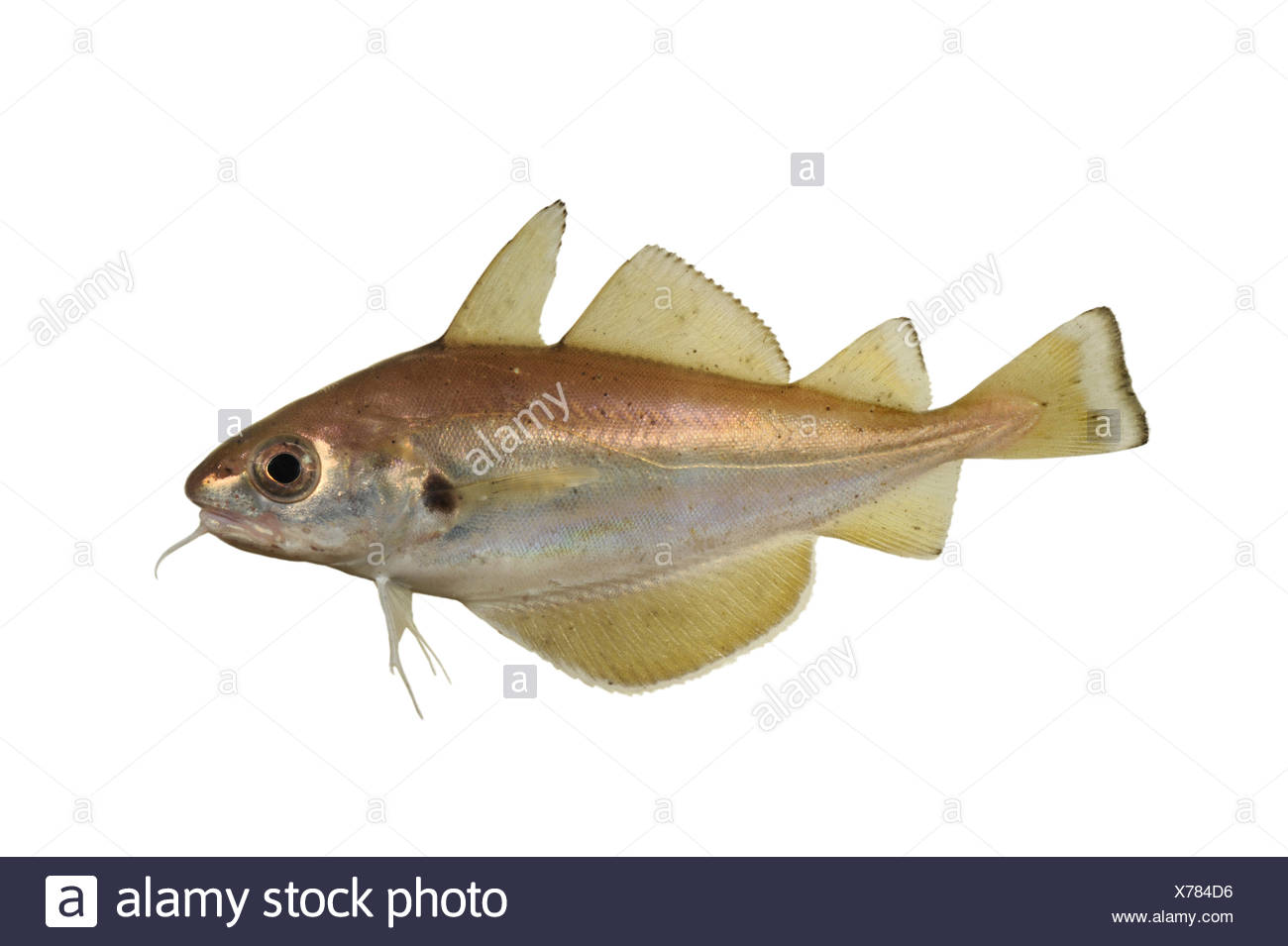 Luscus Stock Photos & Luscus Stock Images - Alamy