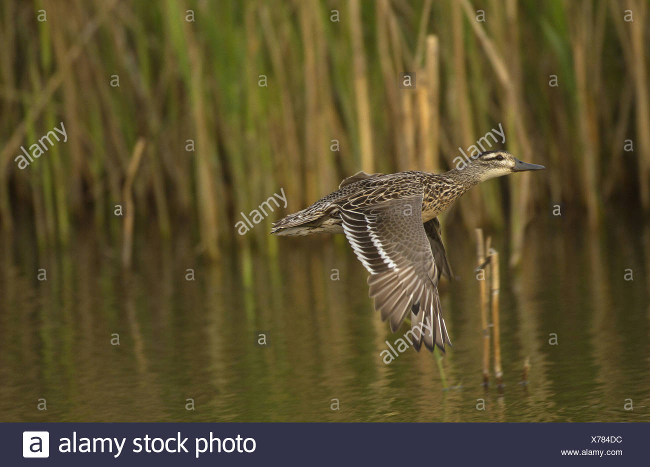 Garganey Female Duck Stock Photos & Garganey Female Duck Stock Images ...