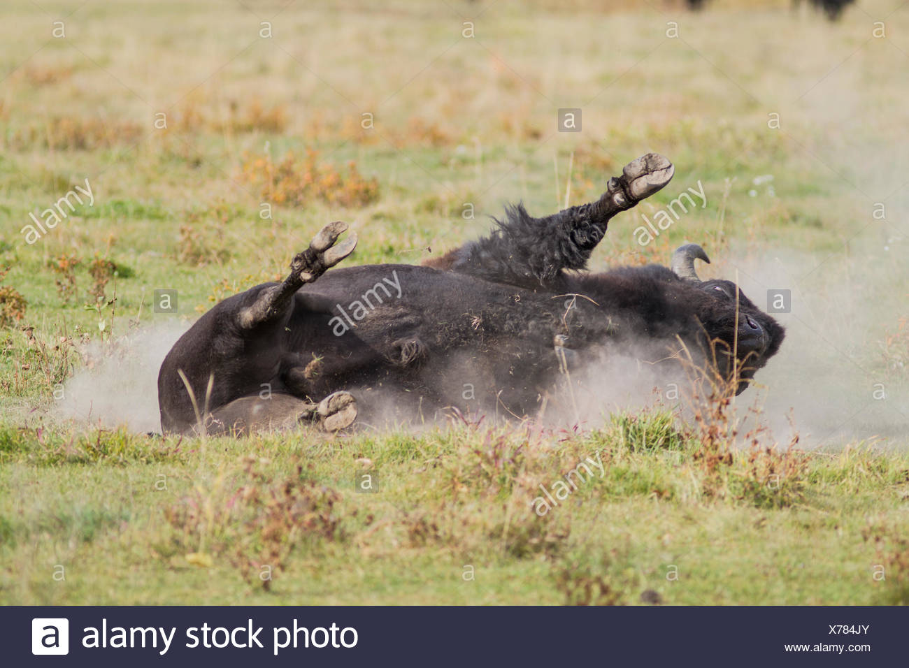 Bison Wallow High Resolution Stock Photography and Images - Alamy
