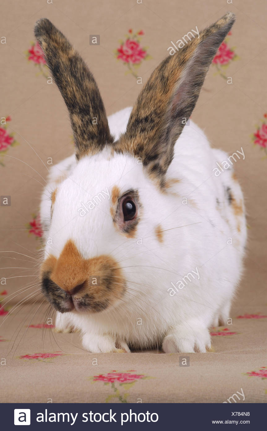 English Spot Rabbit Stock Photos & English Spot Rabbit Stock Images - Alamy