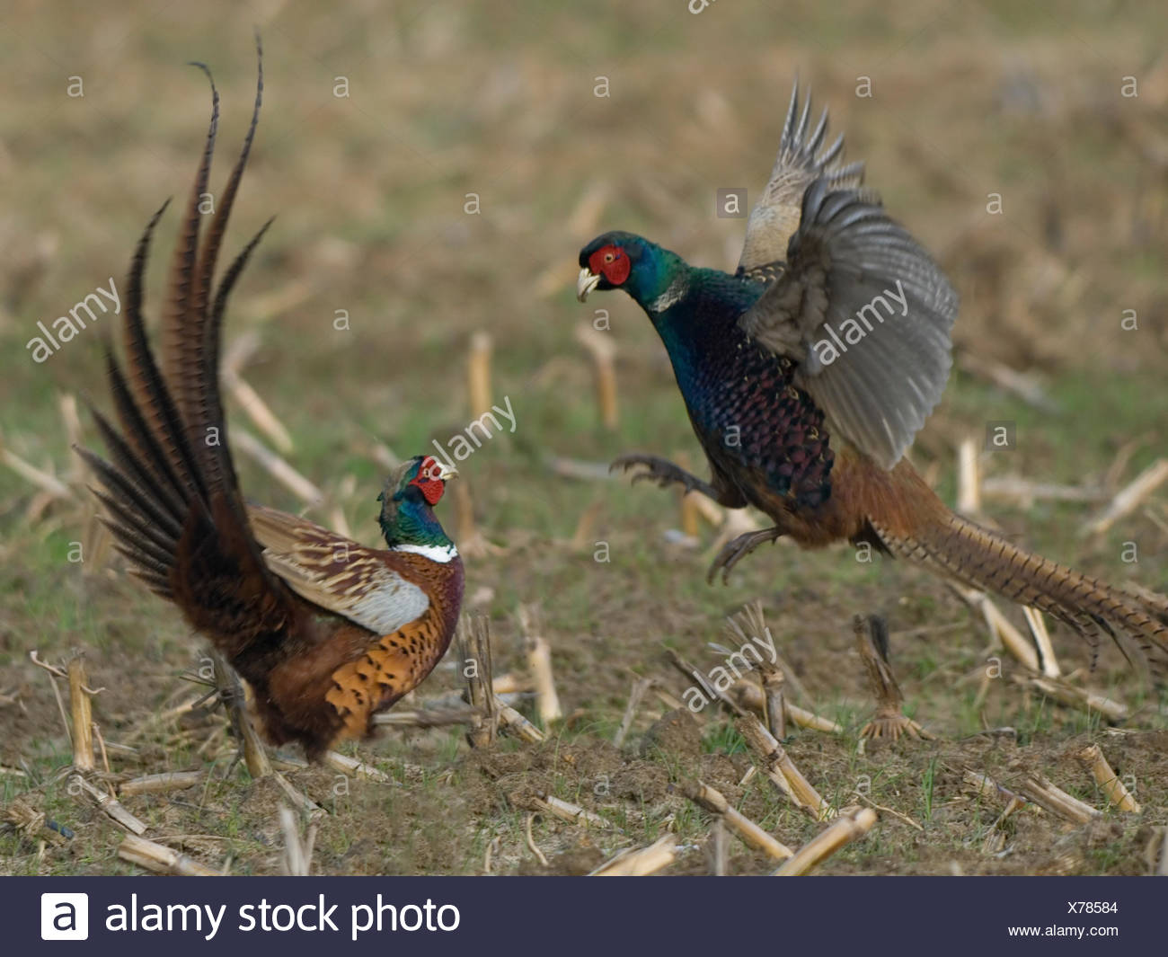 Common Pheasant Fight High Resolution Stock Photography and Images - Alamy