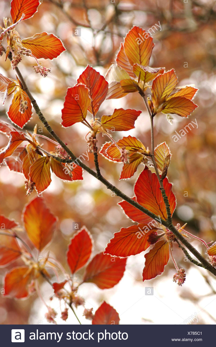 Red Beech Stock Photos & Red Beech Stock Images - Alamy
