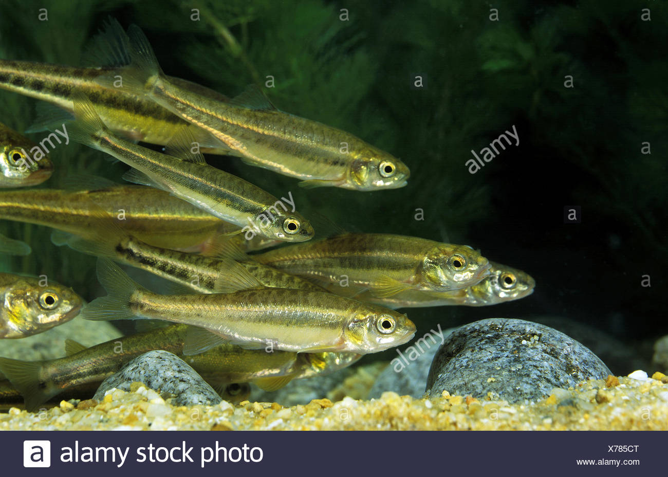 Minnow Phoxinus Phoxinus High Resolution Stock Photography and Images ...