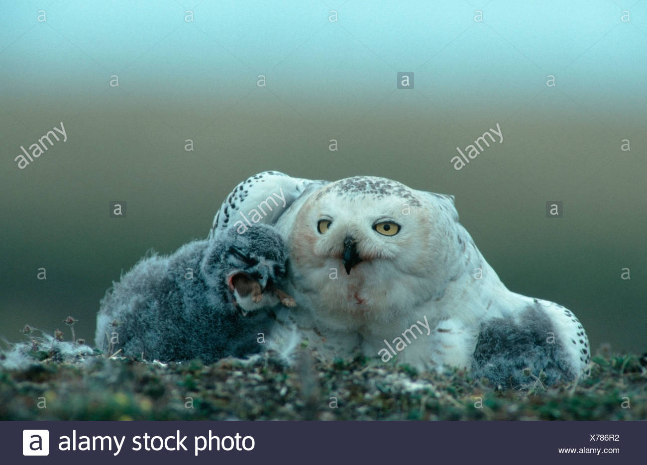Snowy Owl Eating High Resolution Stock Photography and Images - Alamy