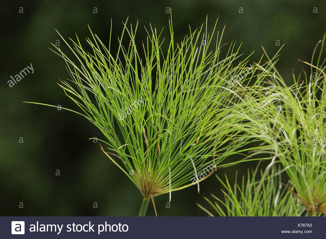 Papyrus High Resolution Stock Photography and Images - Alamy