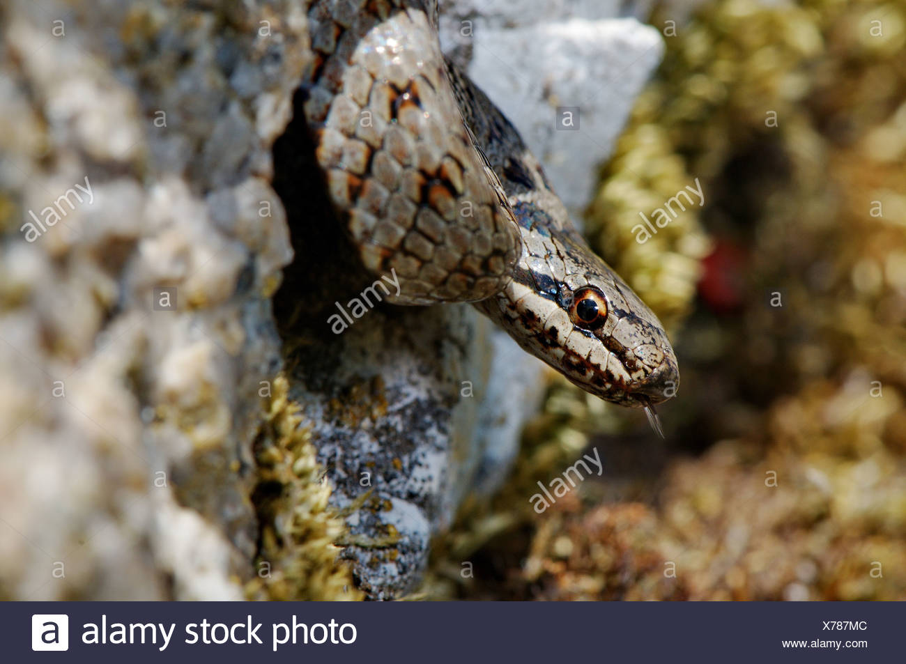 Reptiles Scales High Resolution Stock Photography and Images - Alamy