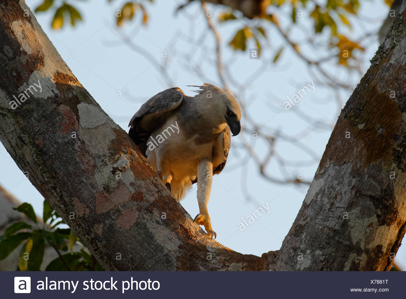 Harpia Harpyia High Resolution Stock Photography and Images - Alamy