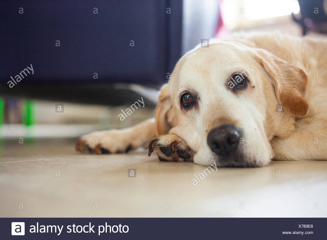 Old Fat Labrador High Resolution Stock Photography and Images - Alamy