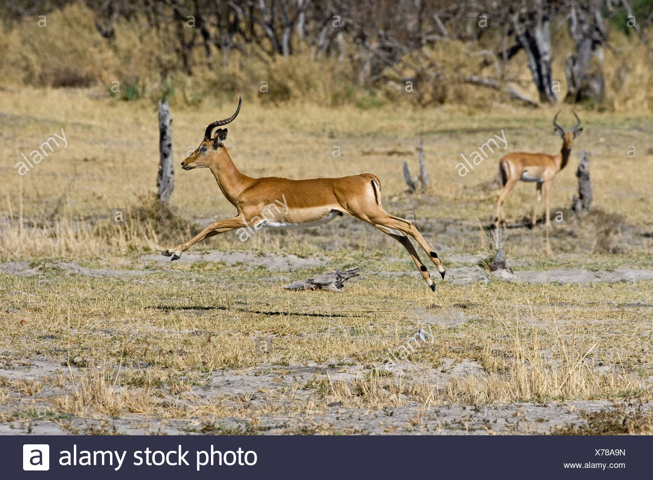 Antelope Jumping High Resolution Stock Photography and Images - Alamy