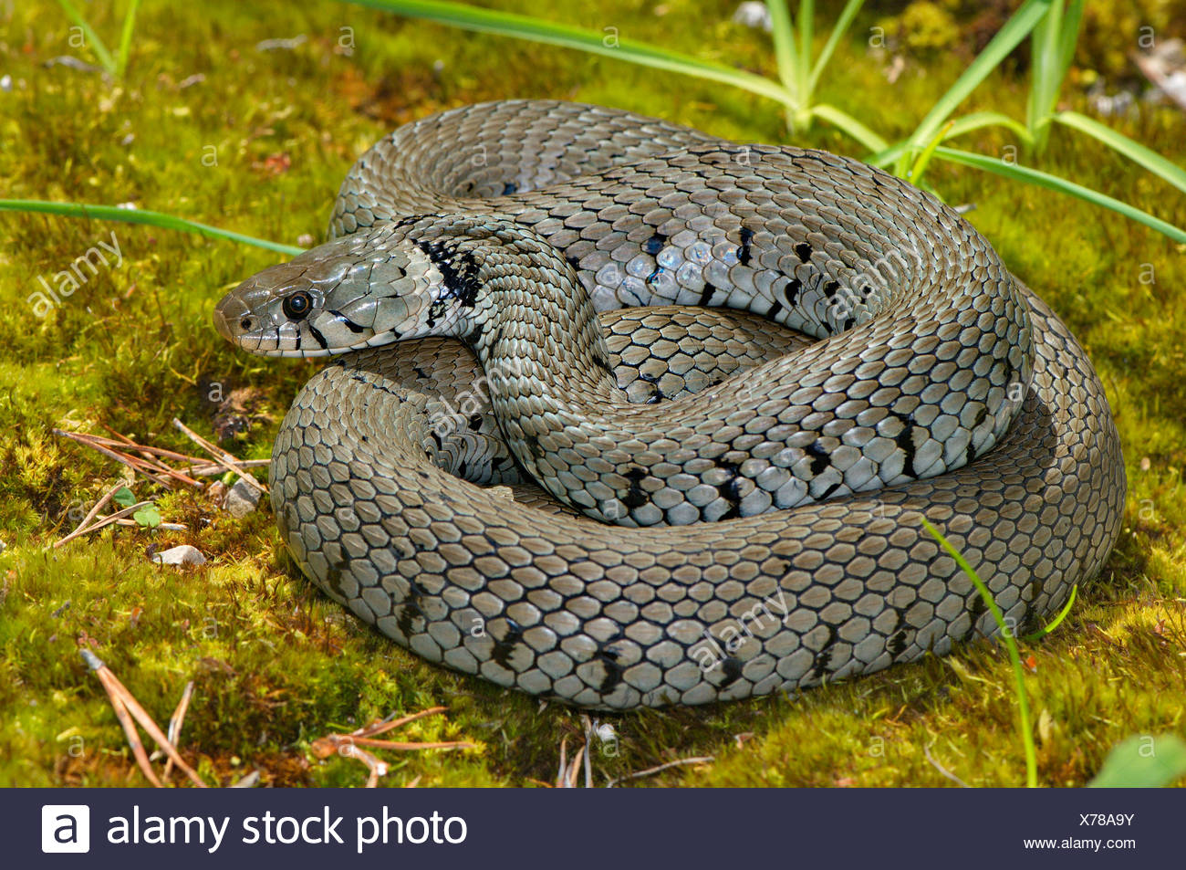The Grass Snake High Resolution Stock Photography and Images - Alamy
